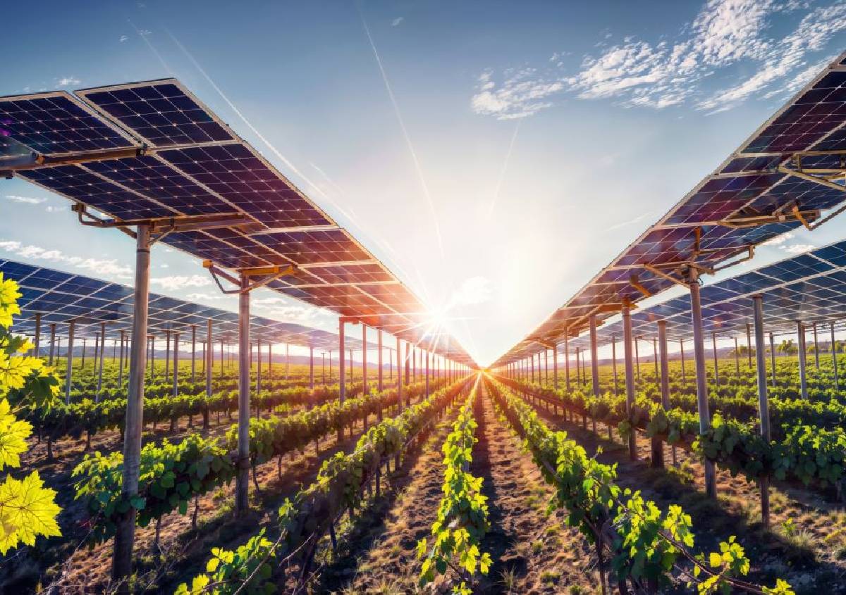 Agrivoltaico innovativo: opportunità e obiettivi al 2026 - INFOBUILD